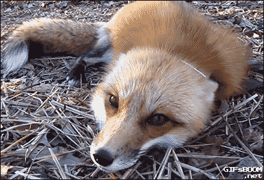 Dad leaves feeding schedule for wild fox while he’s out of town