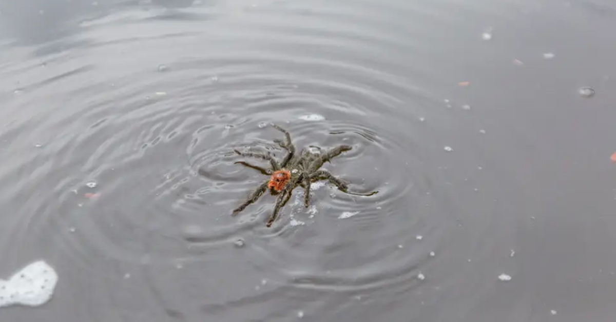 Tarantula seen swimming in Texas, water is cancelled