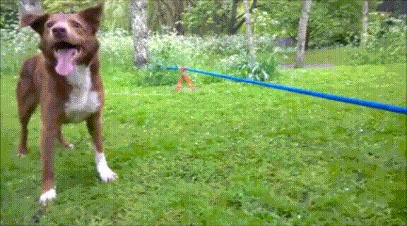 These pet tricks are seriously impressive