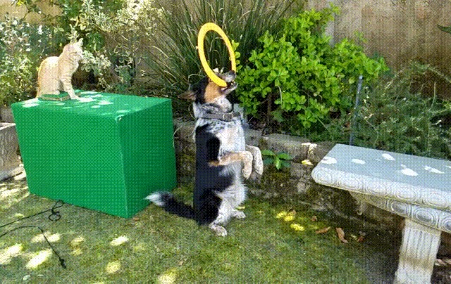 These pet tricks are seriously impressive