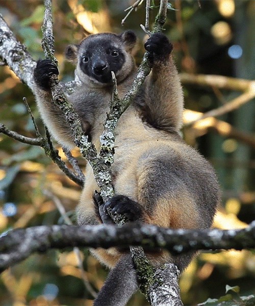Amazing Facts About The Wild Animals Of The World