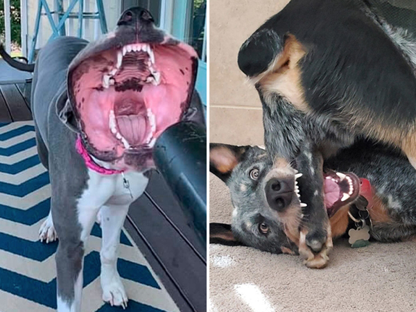 Dogs Will Be Dogs And We'll Be Here To Laugh At Them