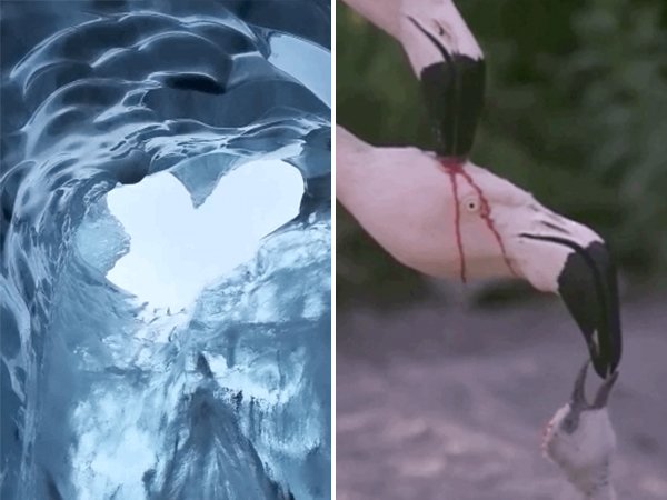 Nature Is Absolutely Crazy And These GIFs Prove It