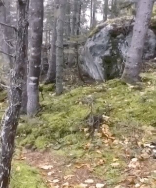 Nature Is Absolutely Crazy And These GIFs Prove It