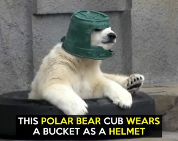 Chilling GIFs, Facts And Memes About Polar Bears