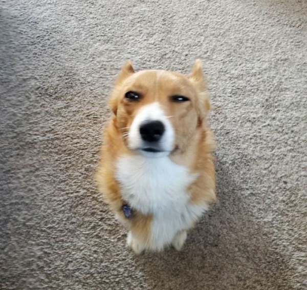 Corgis May Be Small, But They Are Full Of Hilarity