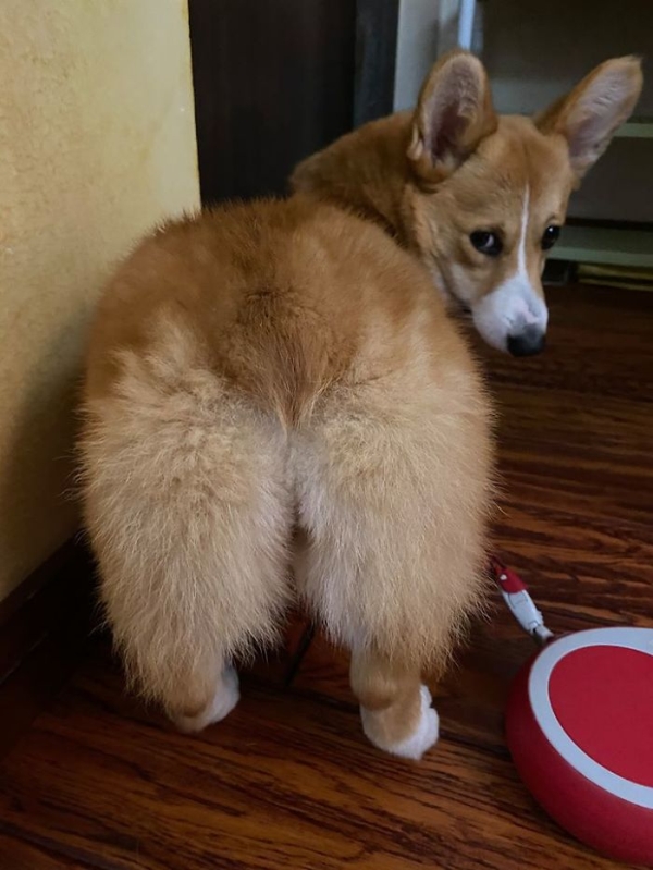 Corgis May Be Small, But They Are Full Of Hilarity