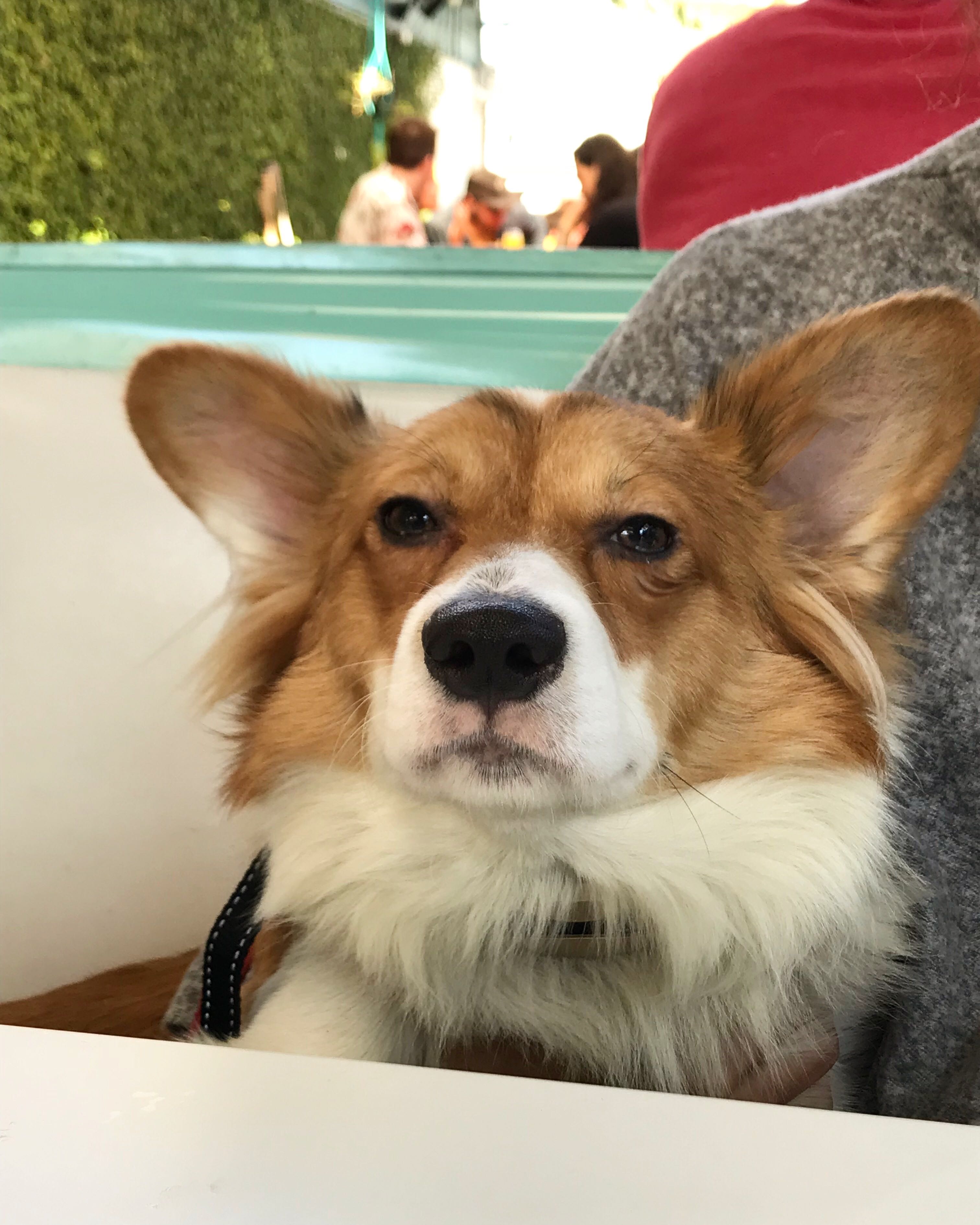 Corgis May Be Small, But They Are Full Of Hilarity