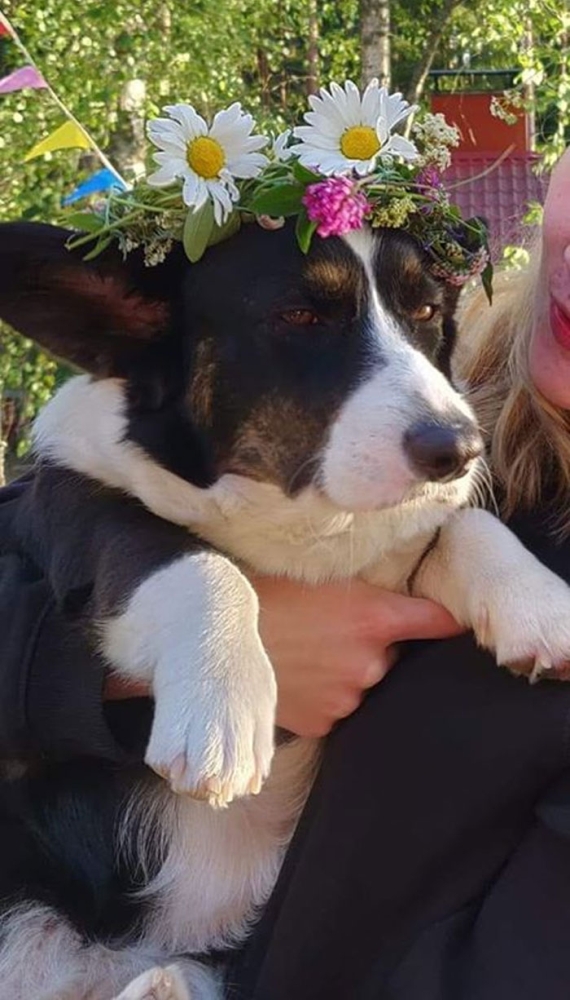 Corgis May Be Small, But They Are Full Of Hilarity