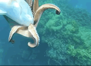 Crazy And Creepy Creatures Deep Within The Sea