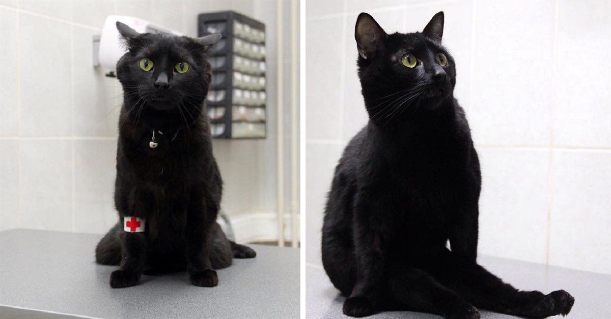 Disabled cat is a star employee and animal shelter