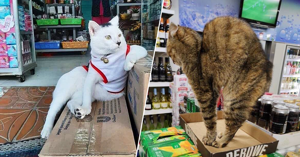 Cats in convenience stores are happy to ring you up