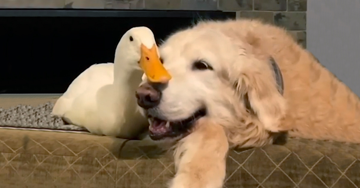 Animal.exe has encountered a problem and needs to restart