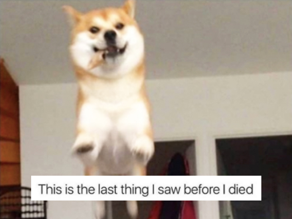 Dog memes you’ll want to show your dog even though he can’t read (30 ...