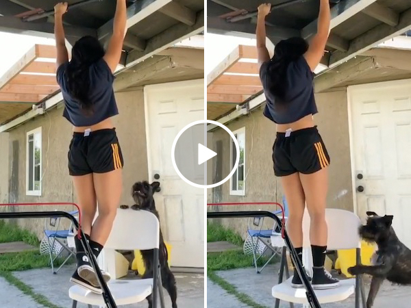 If you need a spotter, this pup's available (Video)