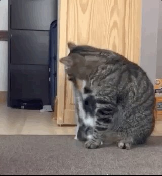 Perfectly Timed Pictures And GIFs Are Satisfying As Hell