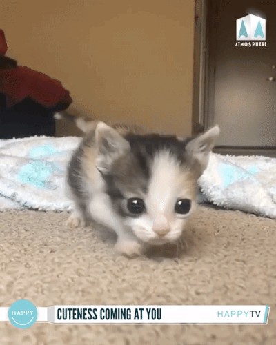 Cuteness Overload Gif