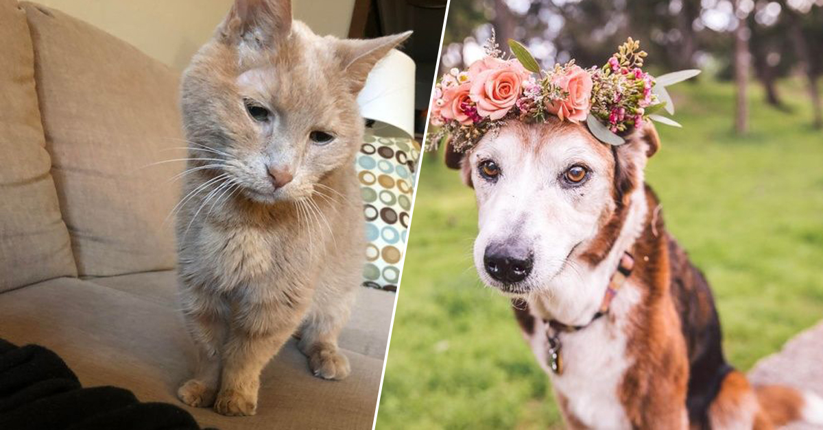 Old pets that are still full of life and love