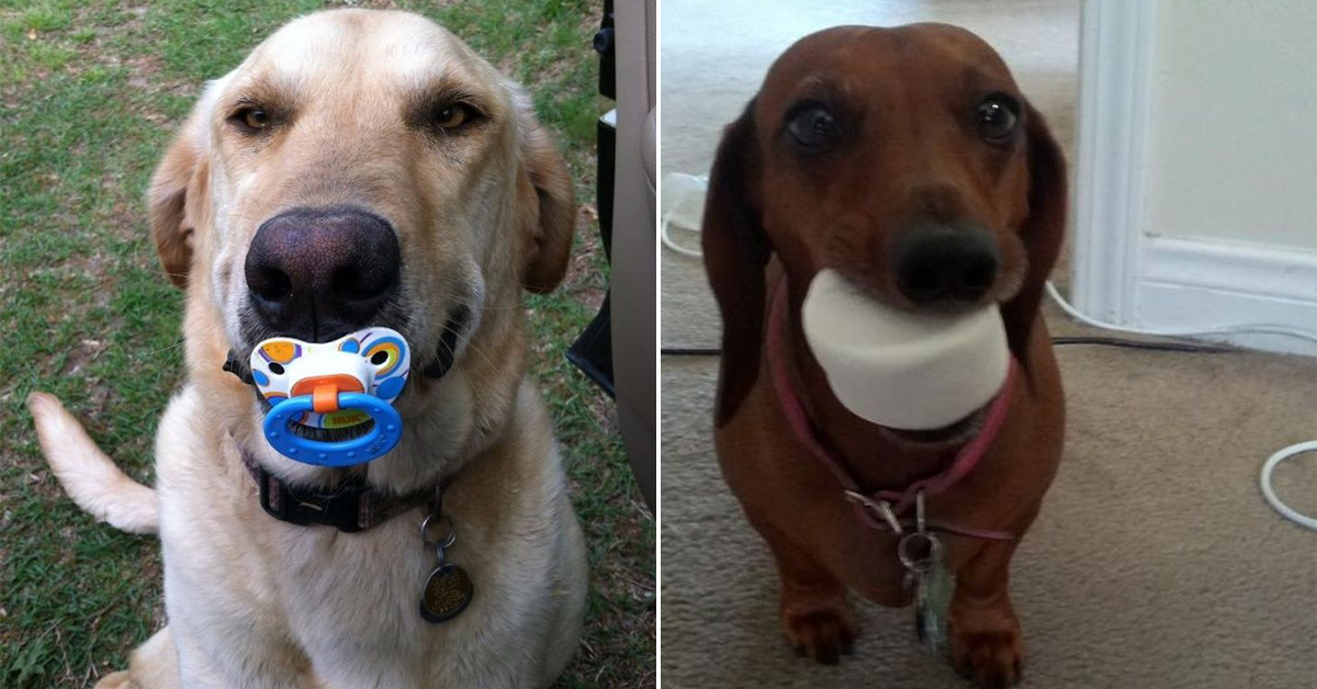 theCHIVE - Funny Pictures, Photos, Memes & Videos – theCHIVE.com