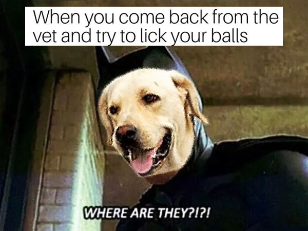 Dog memes you’ll want to show your dog even though he can’t read (30 ...