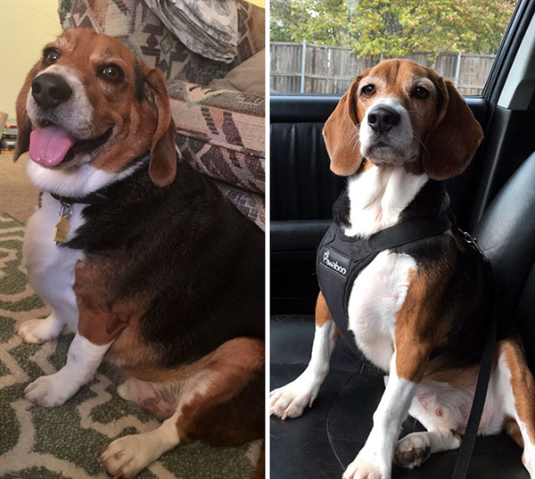 Chonky dogs turned fit