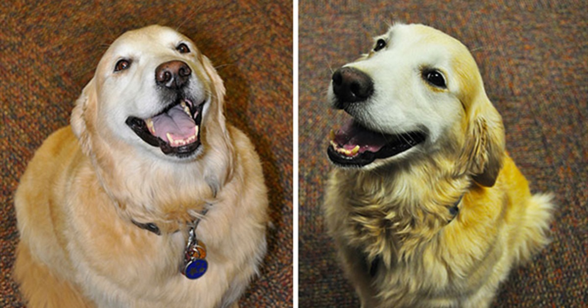 Chonky dogs turned fit