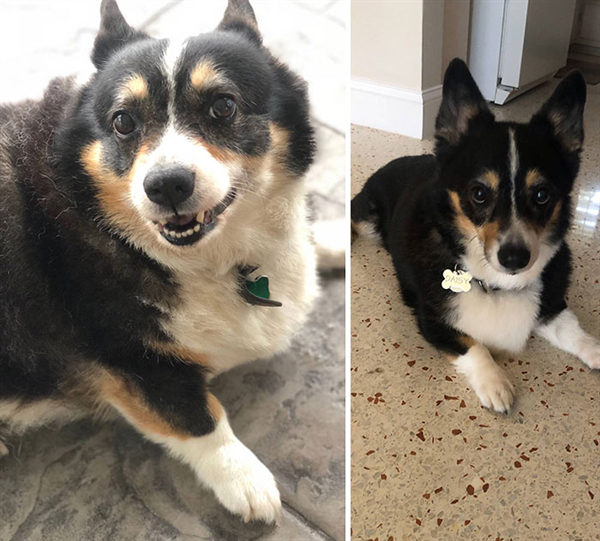 Chonky dogs turned fit