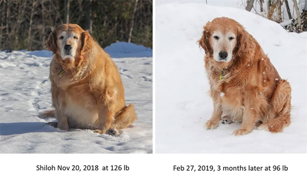 Chonky dogs turned fit
