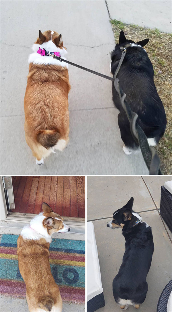Chonky dogs turned fit