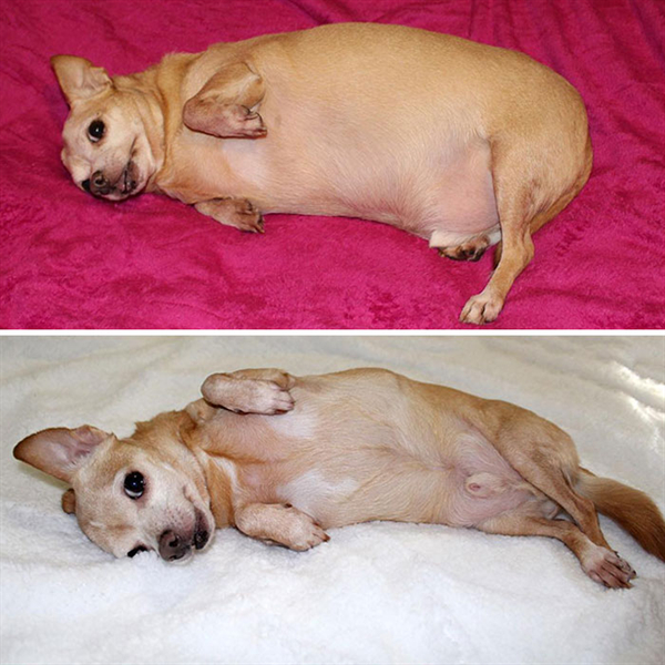 Chonky dogs turned fit