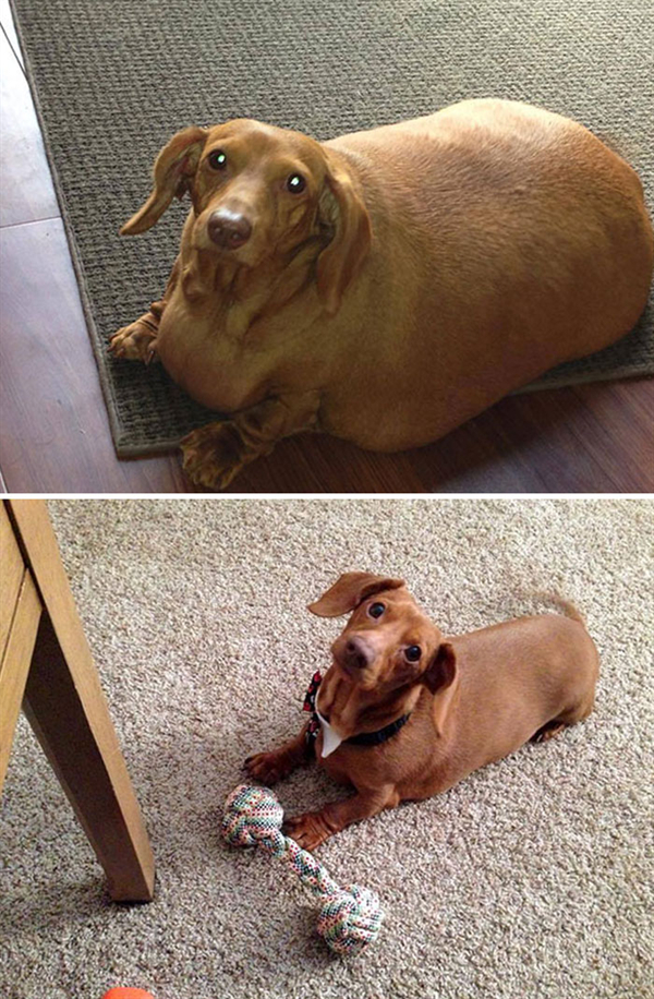 Chonky dogs turned fit