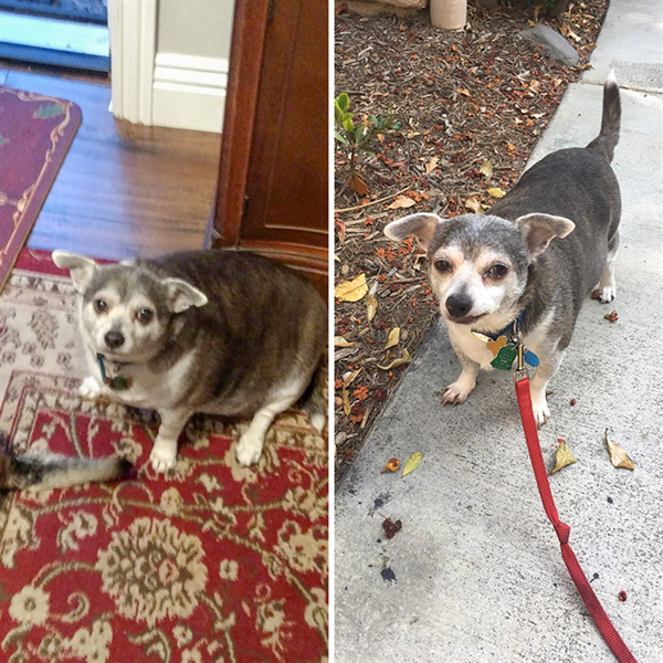 Chonky dogs turned fit