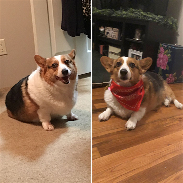 Chonky dogs turned fit