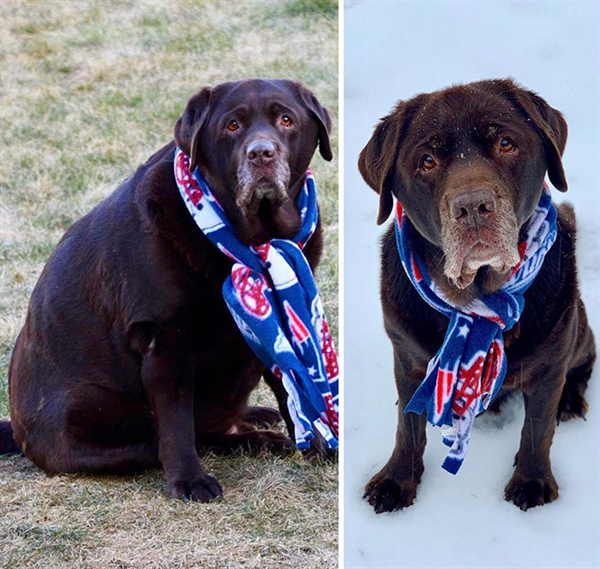 Chonky dogs turned fit