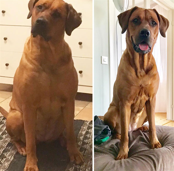 Chonky dogs turned fit