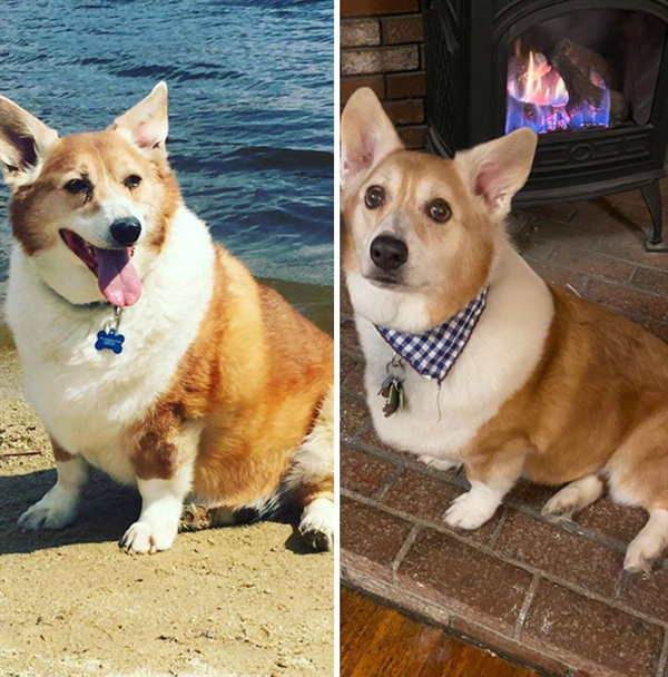 Chonky dogs turned fit