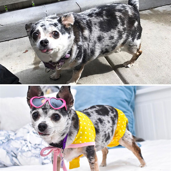 Chonky dogs turned fit