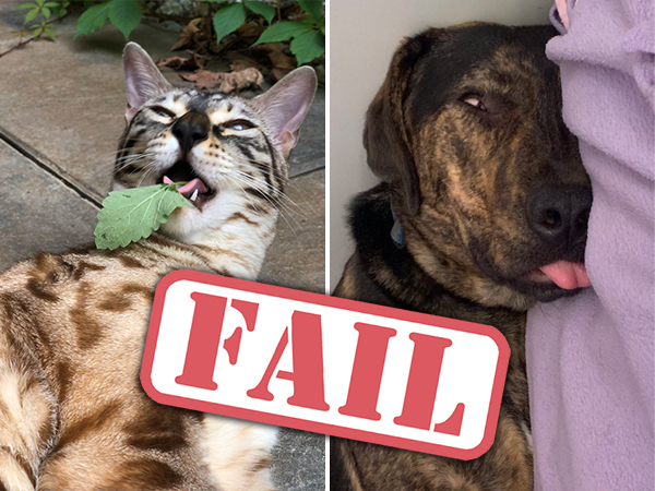 Pet Owners Share The Hilariously Bad Photos Of Their Animals