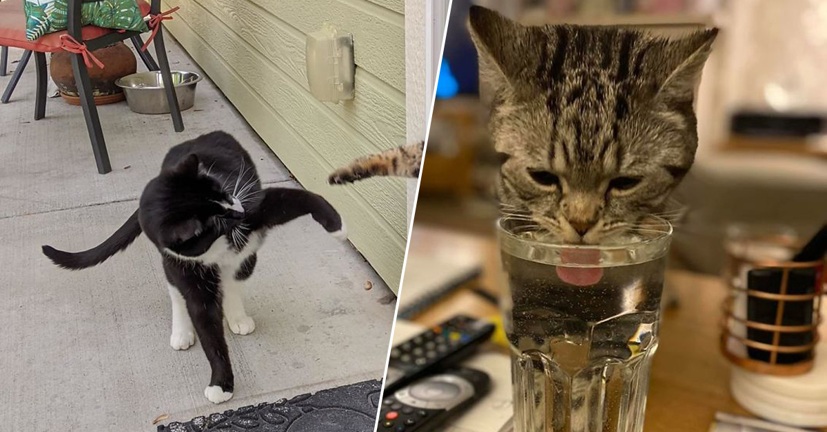 Definitely my house, definitely NOT my cat