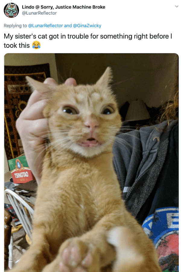 Pet Owners Share The Hilariously Bad Photos Of Their Animals