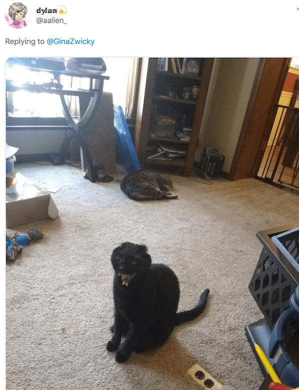 Pet Owners Share The Hilariously Bad Photos Of Their Animals