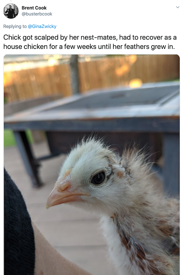 Pet Owners Share The Hilariously Bad Photos Of Their Animals