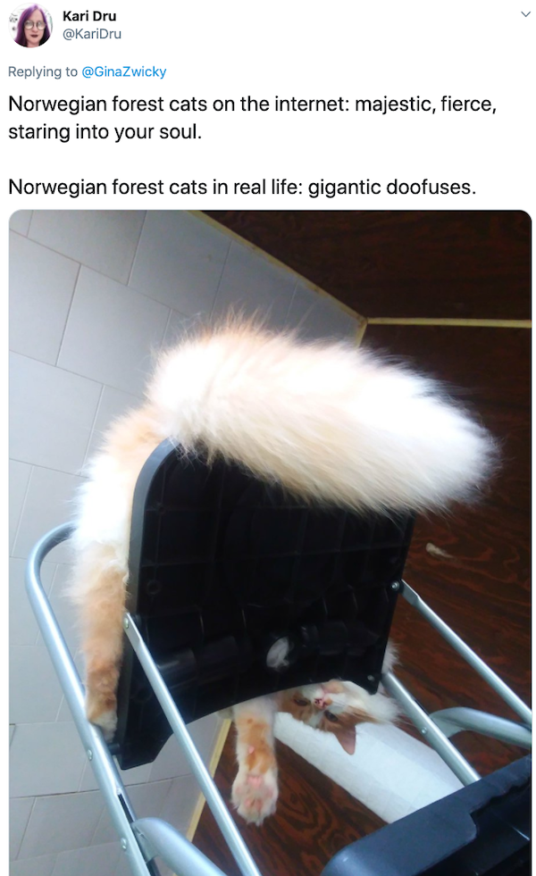 Pet Owners Share The Hilariously Bad Photos Of Their Animals