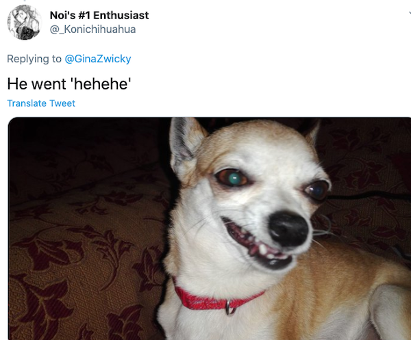 Pet Owners Share The Hilariously Bad Photos Of Their Animals