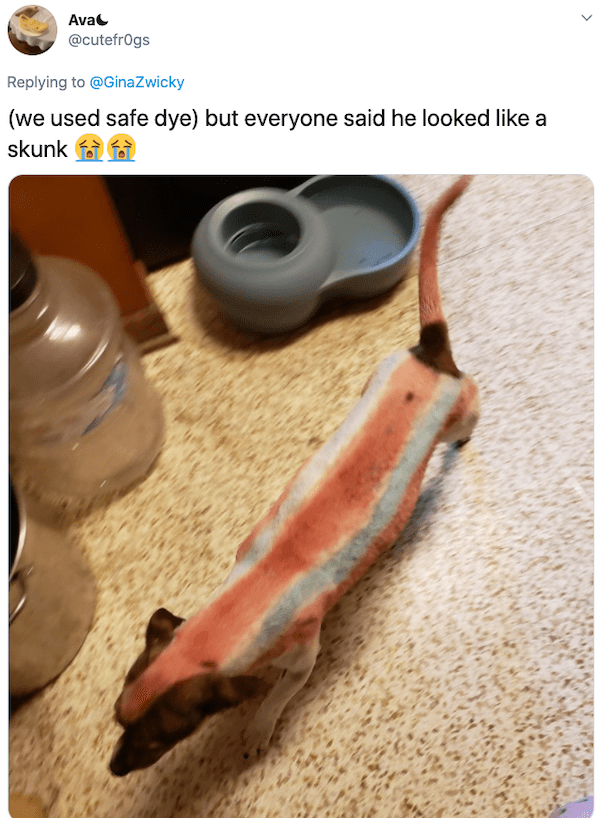 Pet Owners Share The Hilariously Bad Photos Of Their Animals