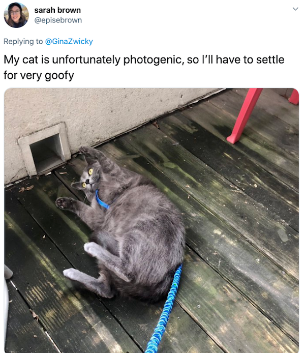 Pet Owners Share The Hilariously Bad Photos Of Their Animals