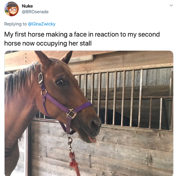Pet Owners Share The Hilariously Bad Photos Of Their Animals