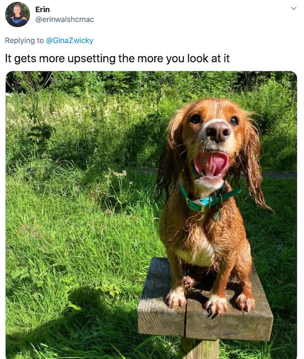 Pet Owners Share The Hilariously Bad Photos Of Their Animals