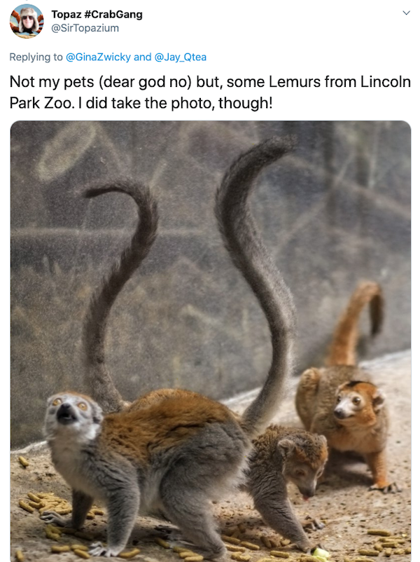 Pet Owners Share The Hilariously Bad Photos Of Their Animals