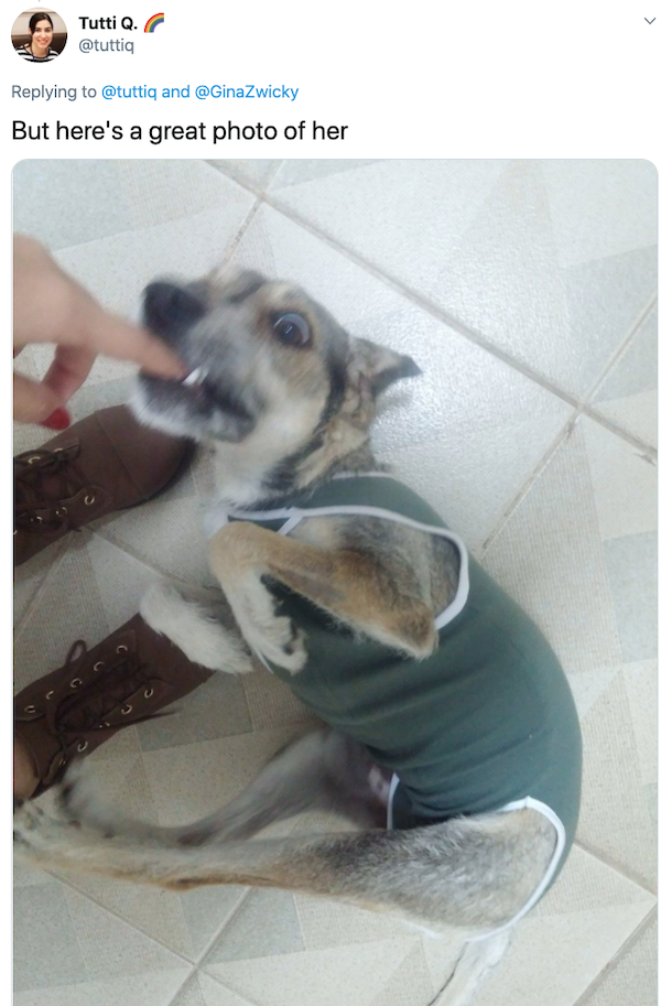 Pet Owners Share The Hilariously Bad Photos Of Their Animals